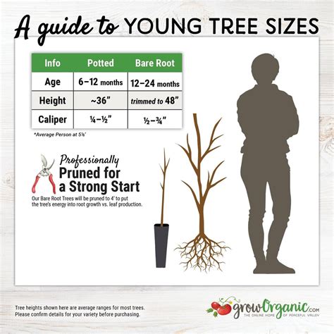 Flavor Delight Aprium Fruit Tree For Sale Grow Organic