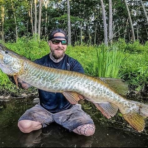 Tiger Muskie