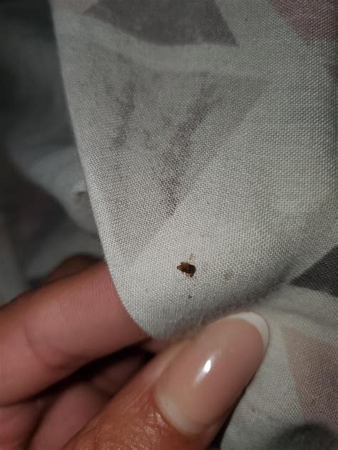 Smashed Bed Bug Rbedbugs