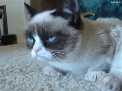 Grumpy Cat S Page 10 Wiffle