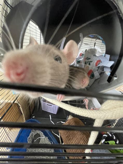 First Time Cutting My Cats Nails Is This Bad It Wasnt Like This When