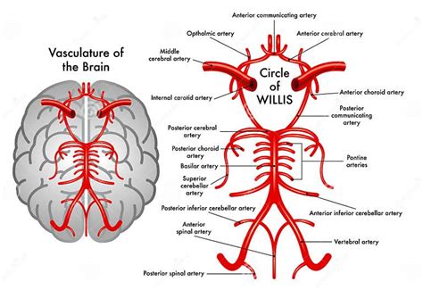 Vasculature Of Human Brain Stock Vector Illustration Of Human 318371110