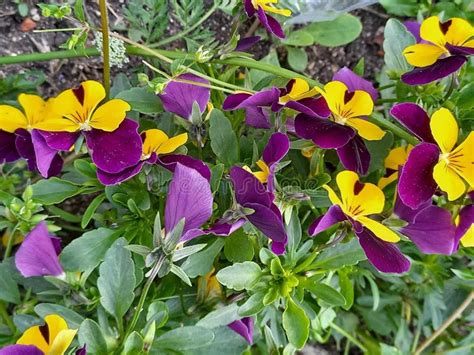 Spring Flowers Nature Garden Flowers Photo Violets Violets Stock Image Image Of Garden