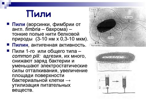 Классификация и строение микроорганизмов. Микробиология - презентация ...