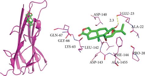 Molecular Models Of Triptolide Binding To The Predicted Targets A