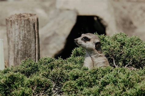 Introduction To Mongodb — A Nosql Database By Dr Virendra Kumar