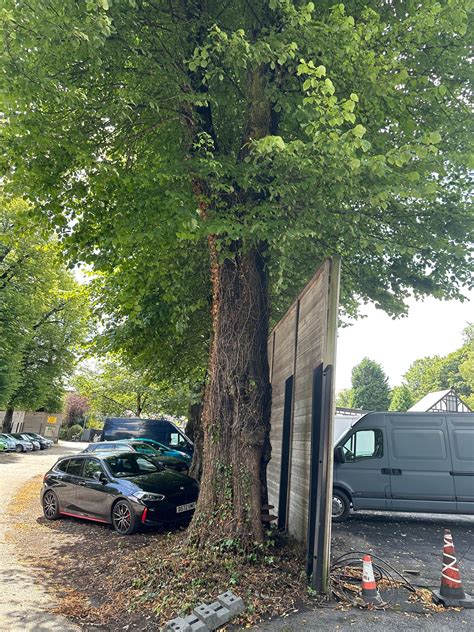 Tree Decay Detection Advanced Tree Inspections