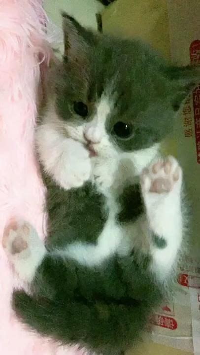 Cute Cats Tutorial And Meowing Meow Kittens And Funny Meow Cat Cat