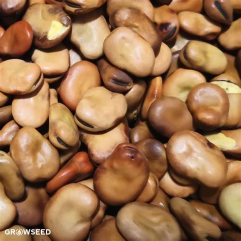 Dreadnought Broad Bean Seed
