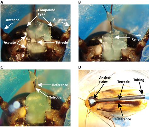 Extracellular Wire Tetrode Recording In Brain Of Freely Walking Insects