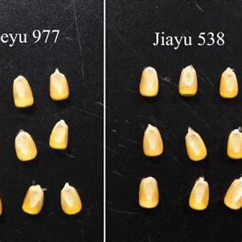 The Morphology Of Four Different Varieties Of Corn Seed Samples Similar