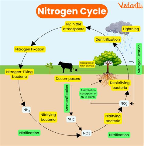 5 Steps In Nitrogen Cycle With Simple Diagram And Notes On