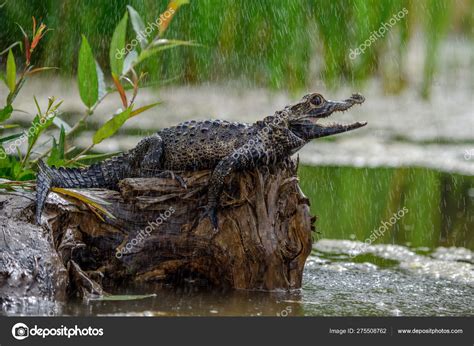 Amazon Black Caiman