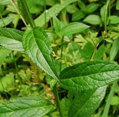 巴地麻的作用和图片鱼际的位置图和作用大山谷图库