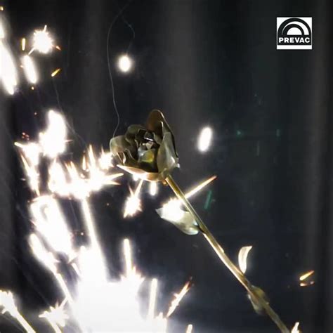 Prevac Science On Linkedin International Womens Day