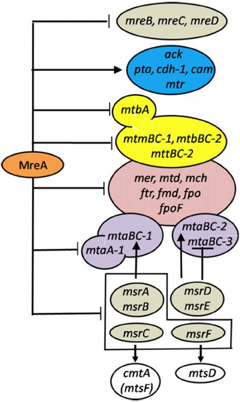 global regulatory network model of energy converting pathways genes