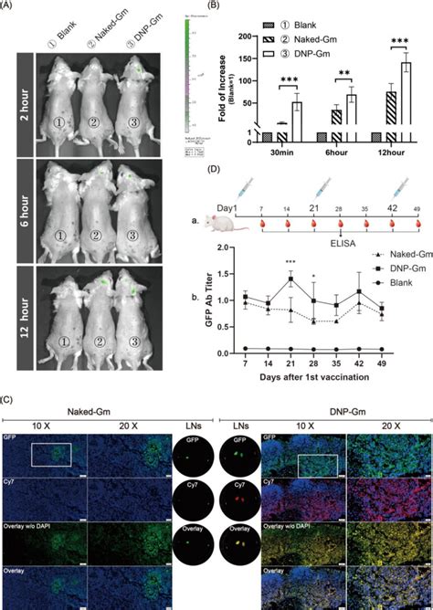 Dna Tetrahedron Nanoparticles Service As A Help Carrier And Adjvant Of