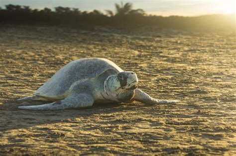 Inside The Massive Synchronized Migration Of The Worlds Most Loyal