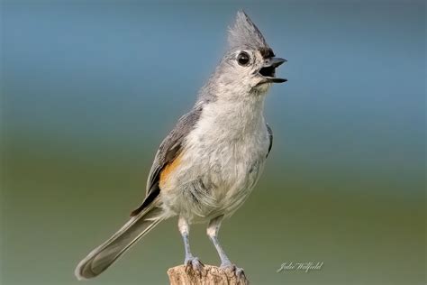 Tufted Titmouse Singing Melody In The Village Of Poinciana Villages