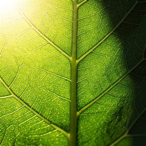 Free Illuminated Leaf Veins Image Leaf Nature Green Download At