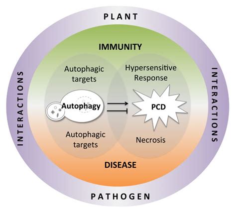 Ithy Machine Learning In R For Bioinformatic Analysis In Plant