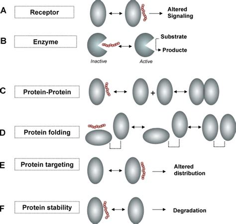 Potential Functions For Endogenous Peptides In All Of The Examples