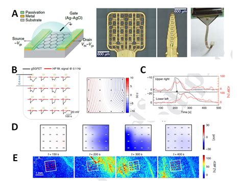 Mapping Brain Activity Enabled By Graphene Icrea Memoir 2019