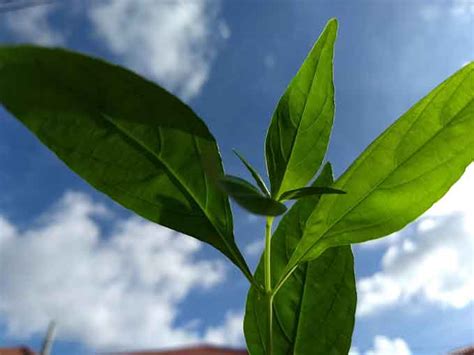 Andrographis Paniculata Dosage How To Use And Side Effects