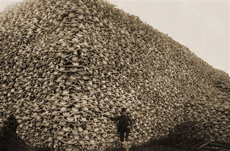 Haunting Photos Of The Bison Extermination In 19th Century America