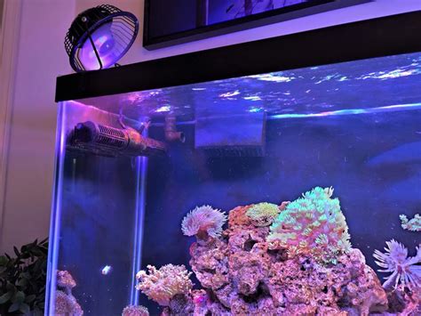 Bubble Magus QQ1 Hang on Back Protein Skimmer Review | Reef2Reef