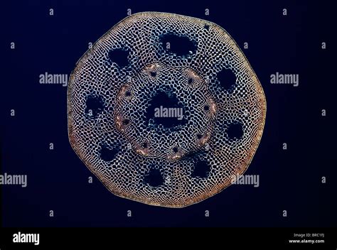 Equisetum Microscope