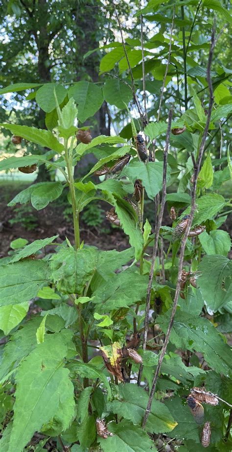 Brood Xiv In Ohio Album On Imgur