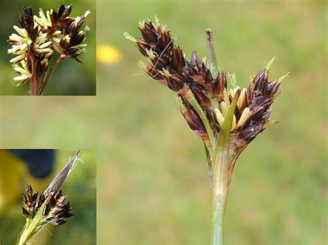 Veldbies Gewone Veldbies Luzula Campestris Houtem Natuur Waarnemingen