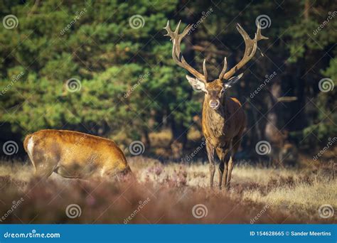Male Red Deer Cervus Elaphus During Rutting Season Stock Image