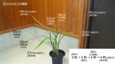 寒蘭 日光 桃花