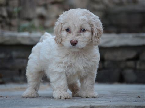 Cockapoo White Puppies
