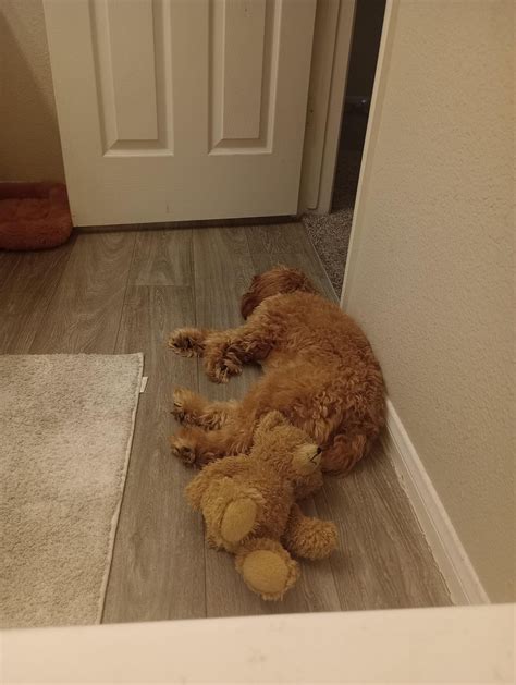 Sleepy Boy Rcavapoo