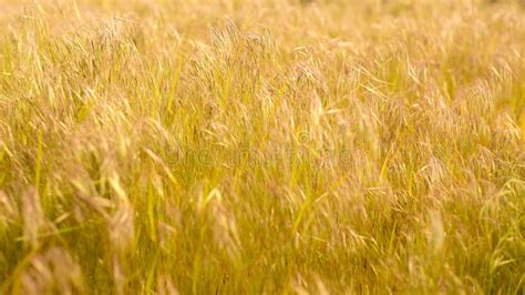 Unusual Beautiful Background Of Dry Grass Various Shaped Blades Of