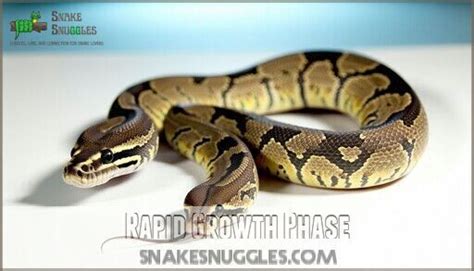 Ball Python Weight And Growth Complete Size Chart By Age Guide