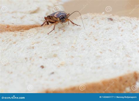Close Up Of Cockroach On A Whole Wheat Bread Stock Image Image Of