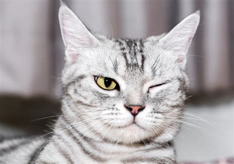 150 One Eyed Cat Names Our Top Picks For Your Adorable And Tough Cat