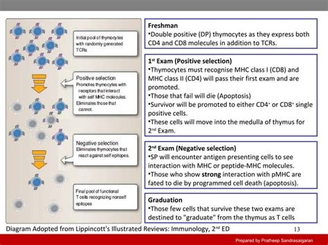 Primary And Secondary Lymphoid Organs Ppt