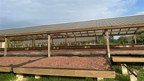 How To Dry A Cocoa Bean Chocopedia Cocoa Runners