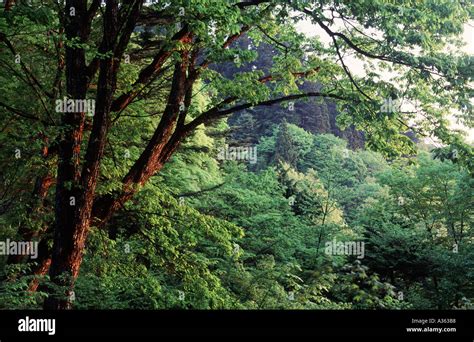 Deciduous Forest In Early Morning Sunlight Mitake Chichibu Tama