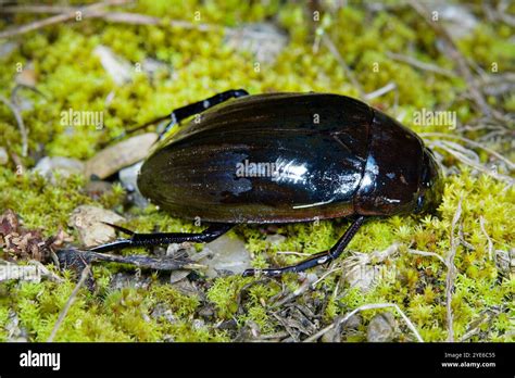 Greater Silver Beetle Great Black Water Beetle Great Silver Water