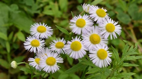 Daisy Fleabane 1000 Blue Fleabane Daisy Dainty Daisy
