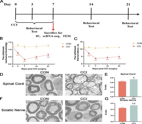Effects Of Cci On Np And Myelin Ultrastructure A Protocol Workflow Download Scientific