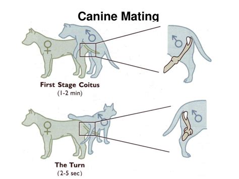 Male Dog Anatomy Bulbus Glandis