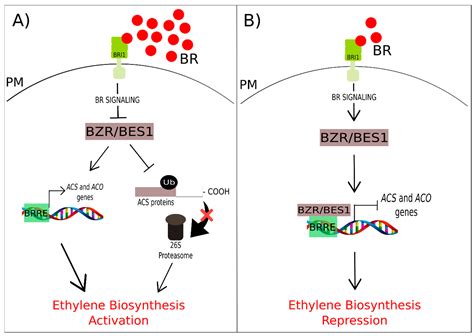 Brassinosteroids The Sixth Class Of Phytohormones A Molecular View