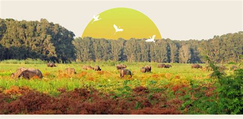 Restoring The Ecosystem Of Tram Chim National Park To Retain Cranes